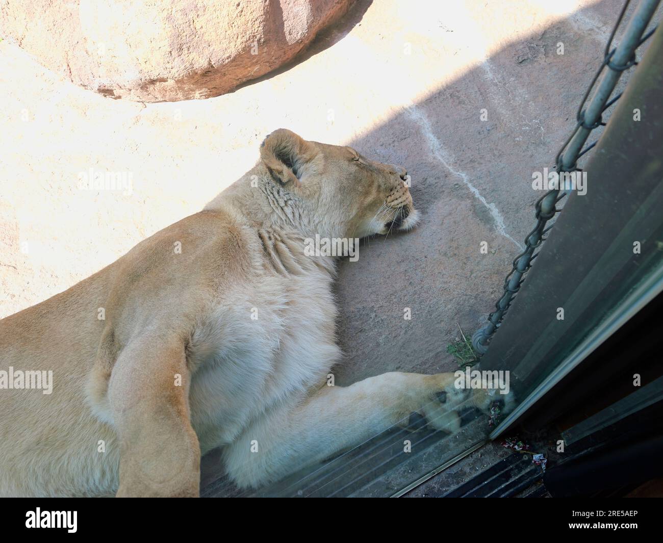 Topeka, Kansas - July 22, 2023: Sleeping Lion at the Zoo Stock Photo ...