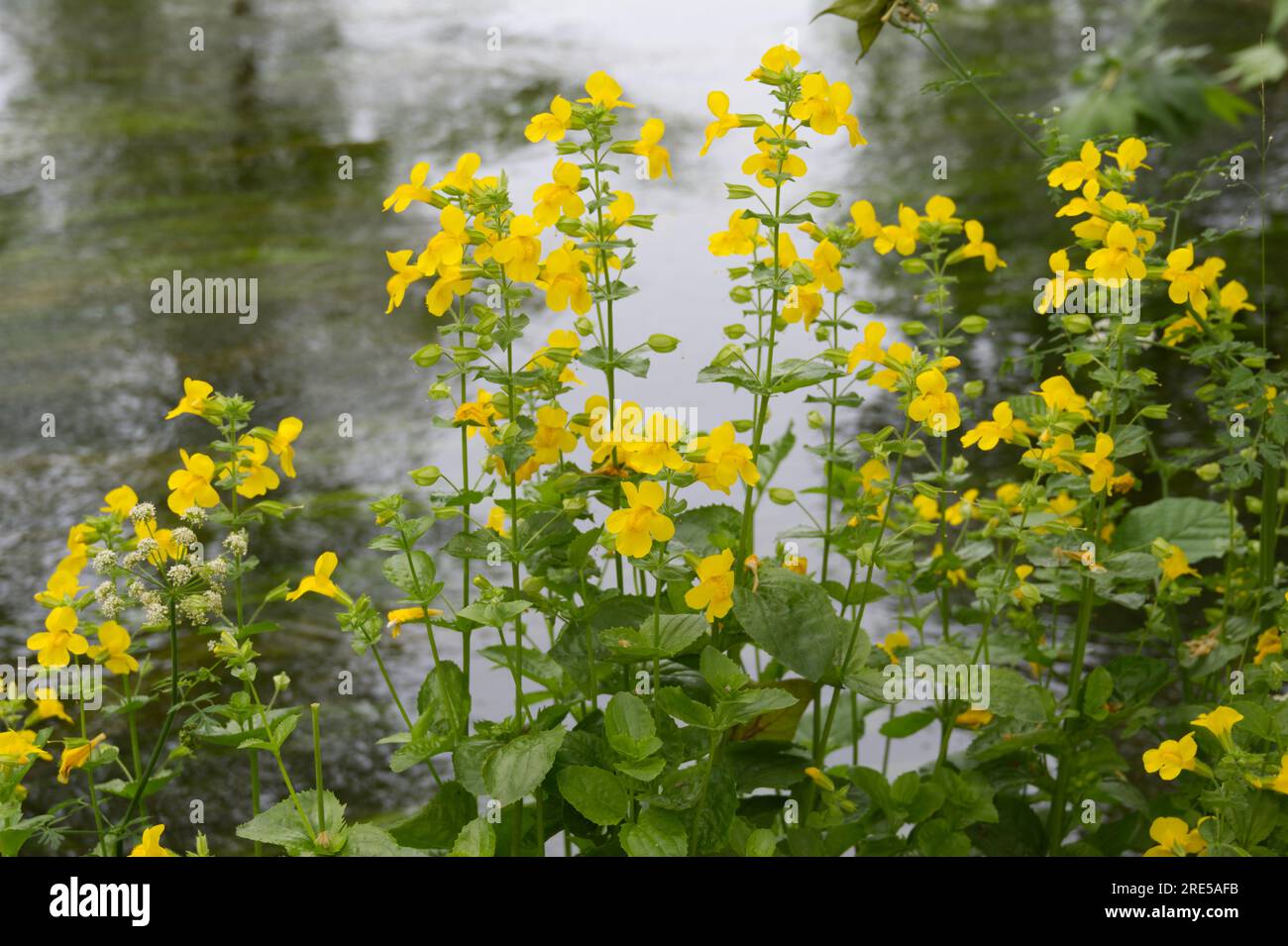 Bright yellow flowers of Monkey Flower, or mimulus, growing beside ...