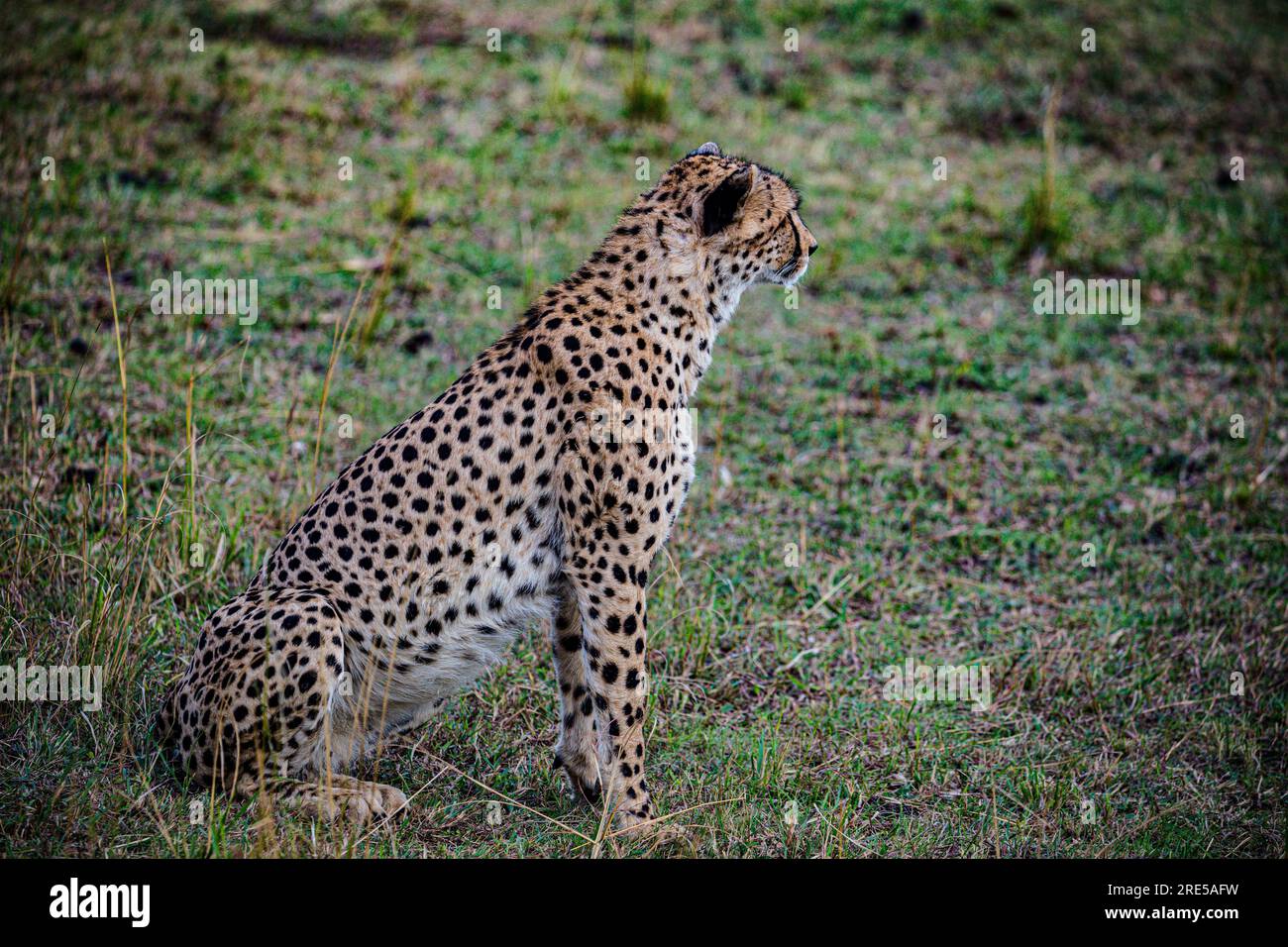 Maasai Mara National Reserve is an area of preserved savannah ...