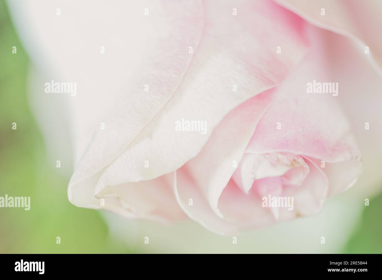 Abstract white minimal flower background with waves and blurred ...
