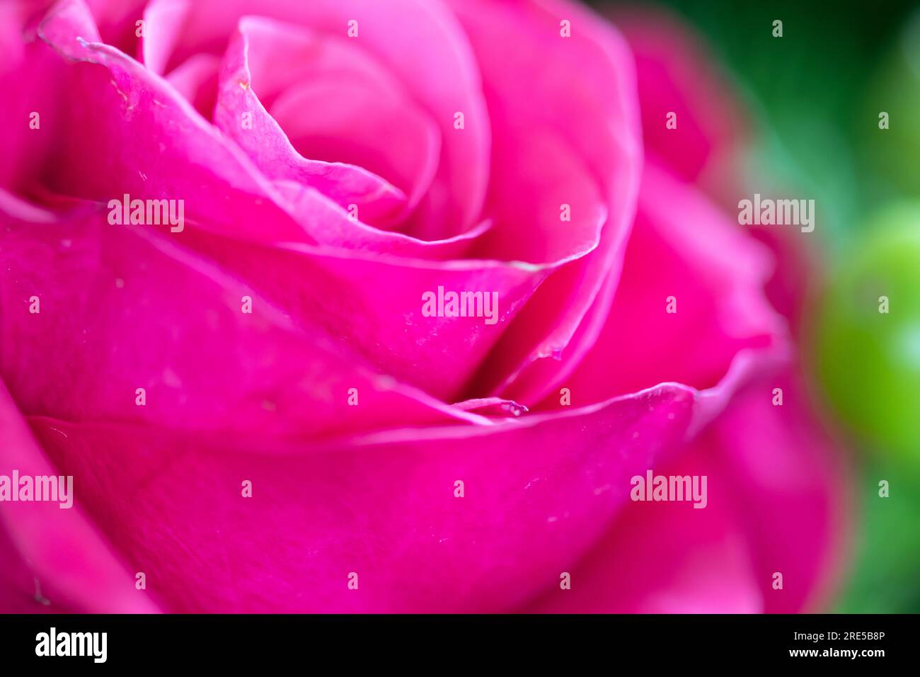 Bright pink rose close-up background. Fresh rose flower in a bouquet ...