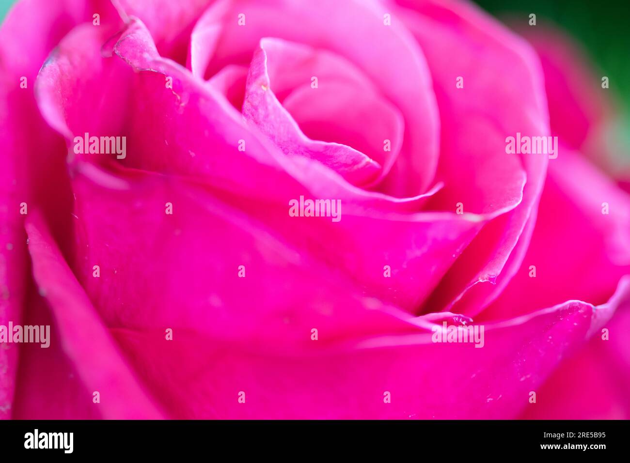 Bright pink rose close-up background. Fresh rose flower in a bouquet ...