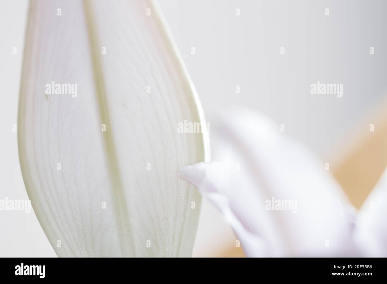 Abstract white minimal flower background with waves and blurred ...