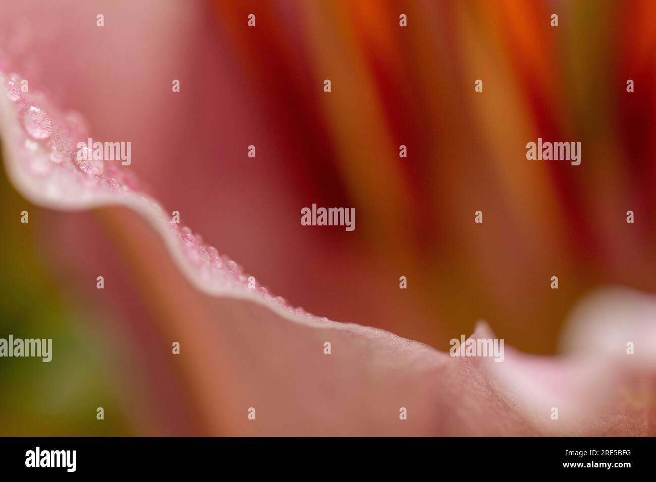 Petals and flower with droplet. Abstract close-up background with ...
