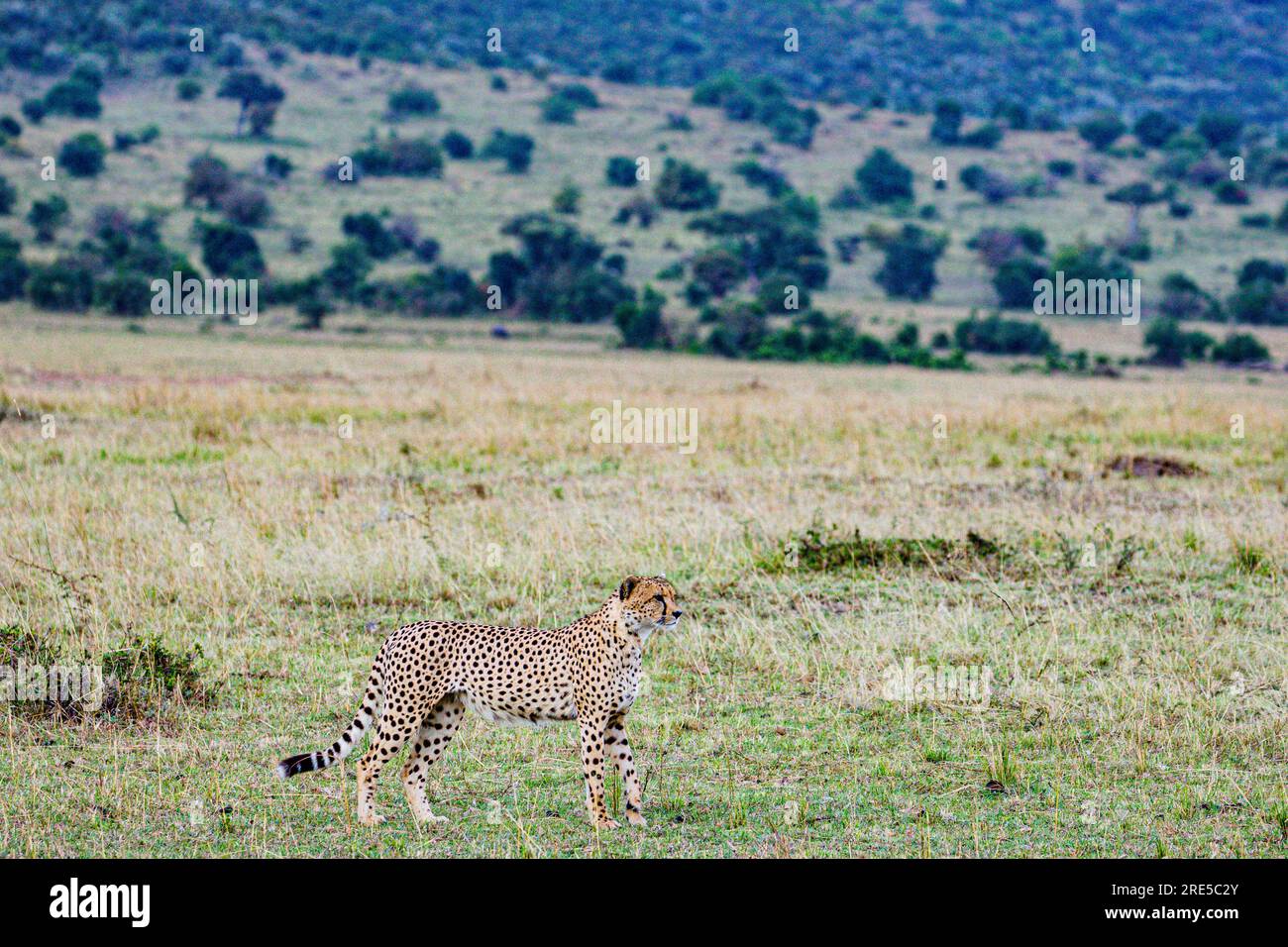 Maasai Mara National Reserve is an area of preserved savannah ...