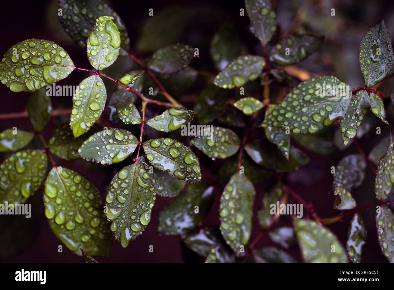 Jaj design hi-res stock photography and images - Alamy