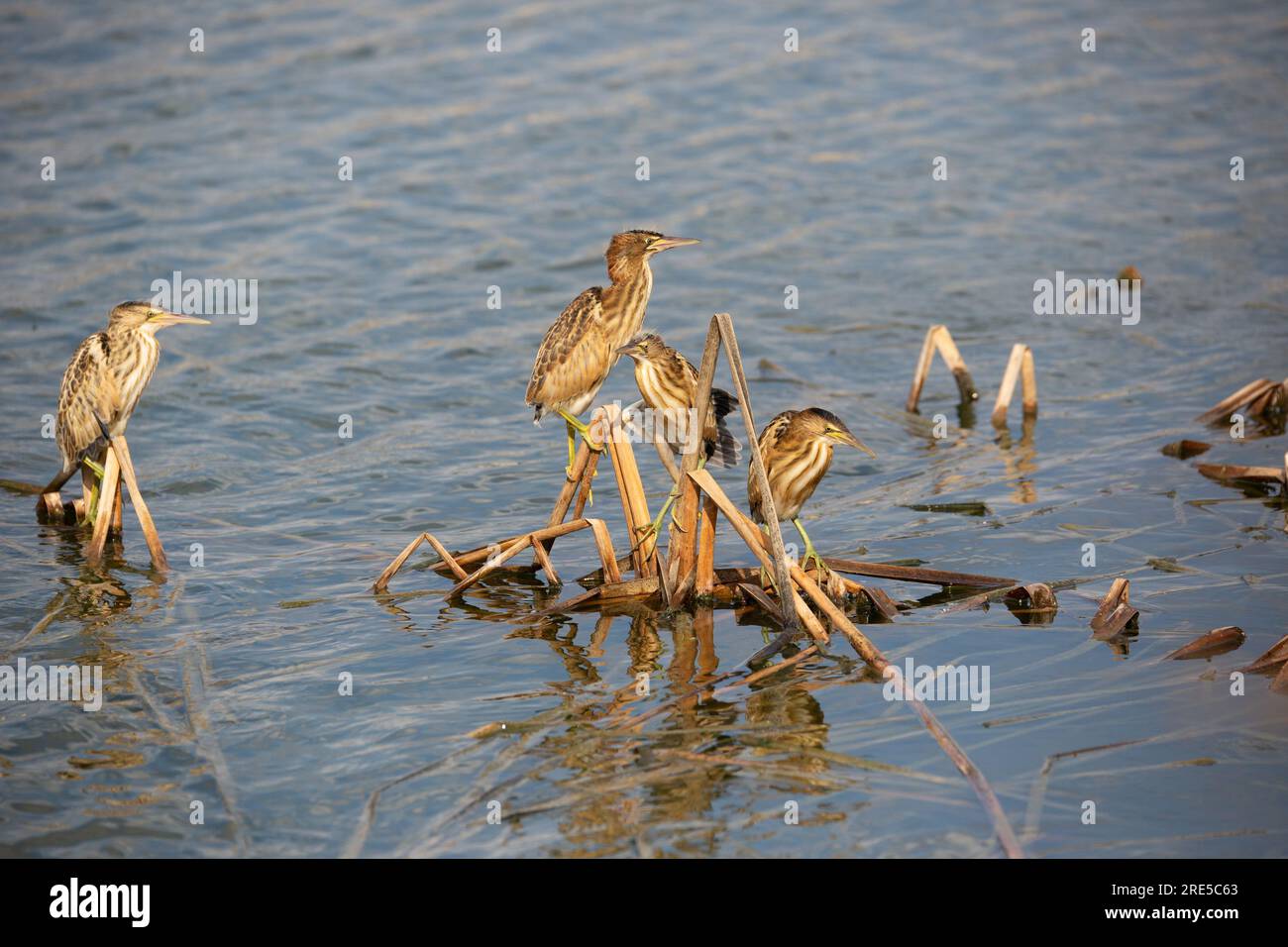 Chicks of Little bittern nesting standing in the nest Stock Photo - Alamy