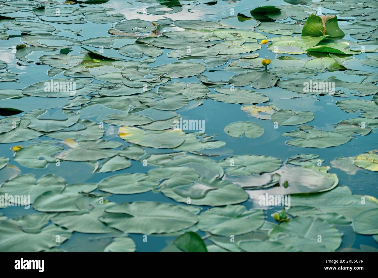 Yellow water lily flowers grow on water. Water lily leaves with small ...
