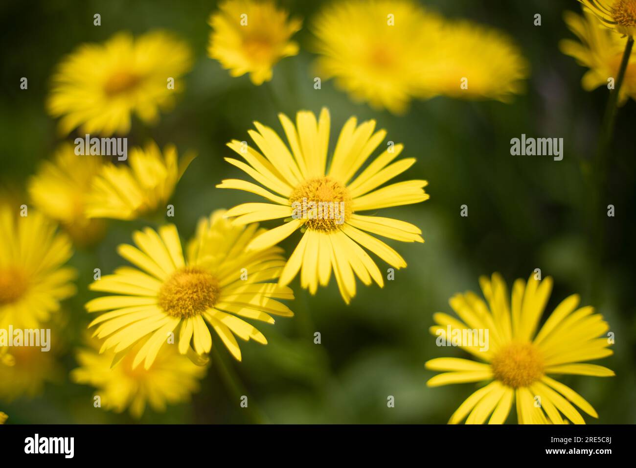 Yellow flowers. Flowers in park. Details of nature in summer. Spring ...
