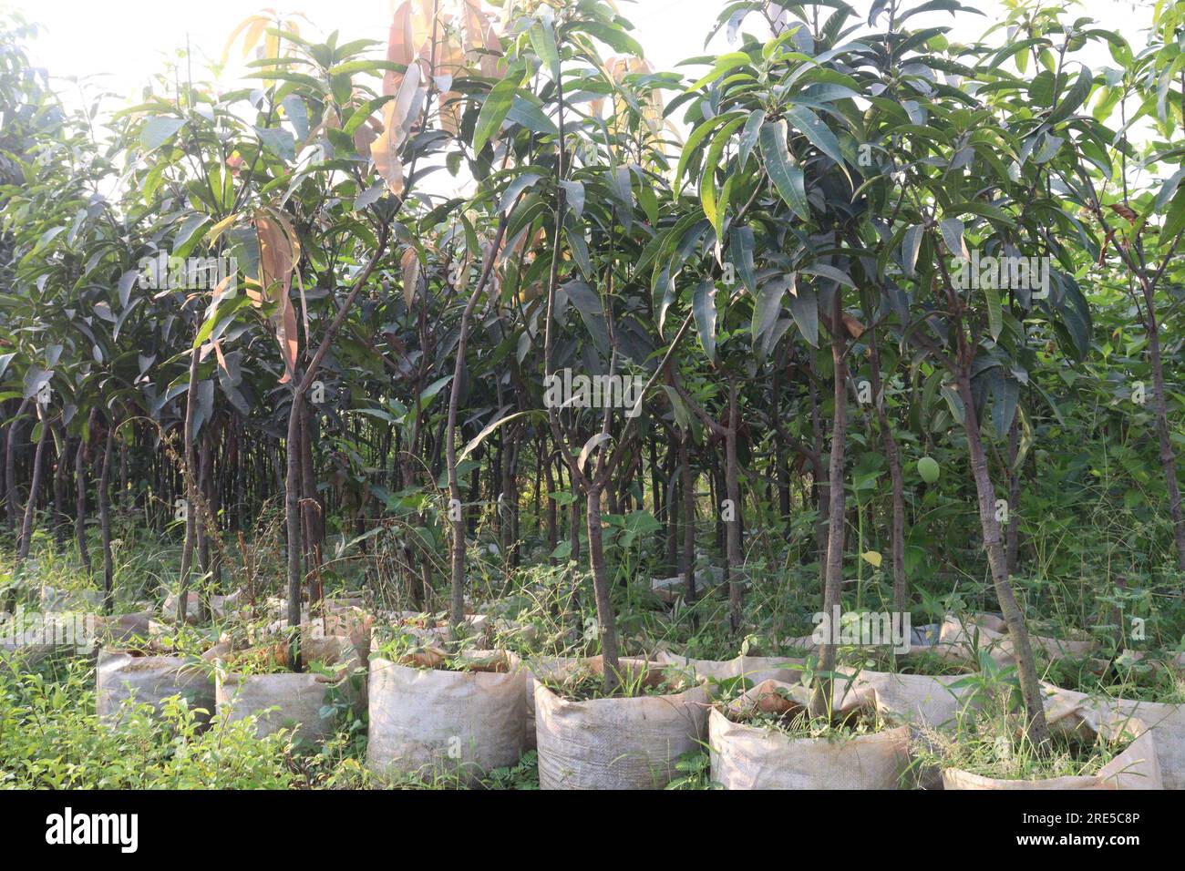 mango tree plant on farm for harvest are cash crops Stock Photo - Alamy