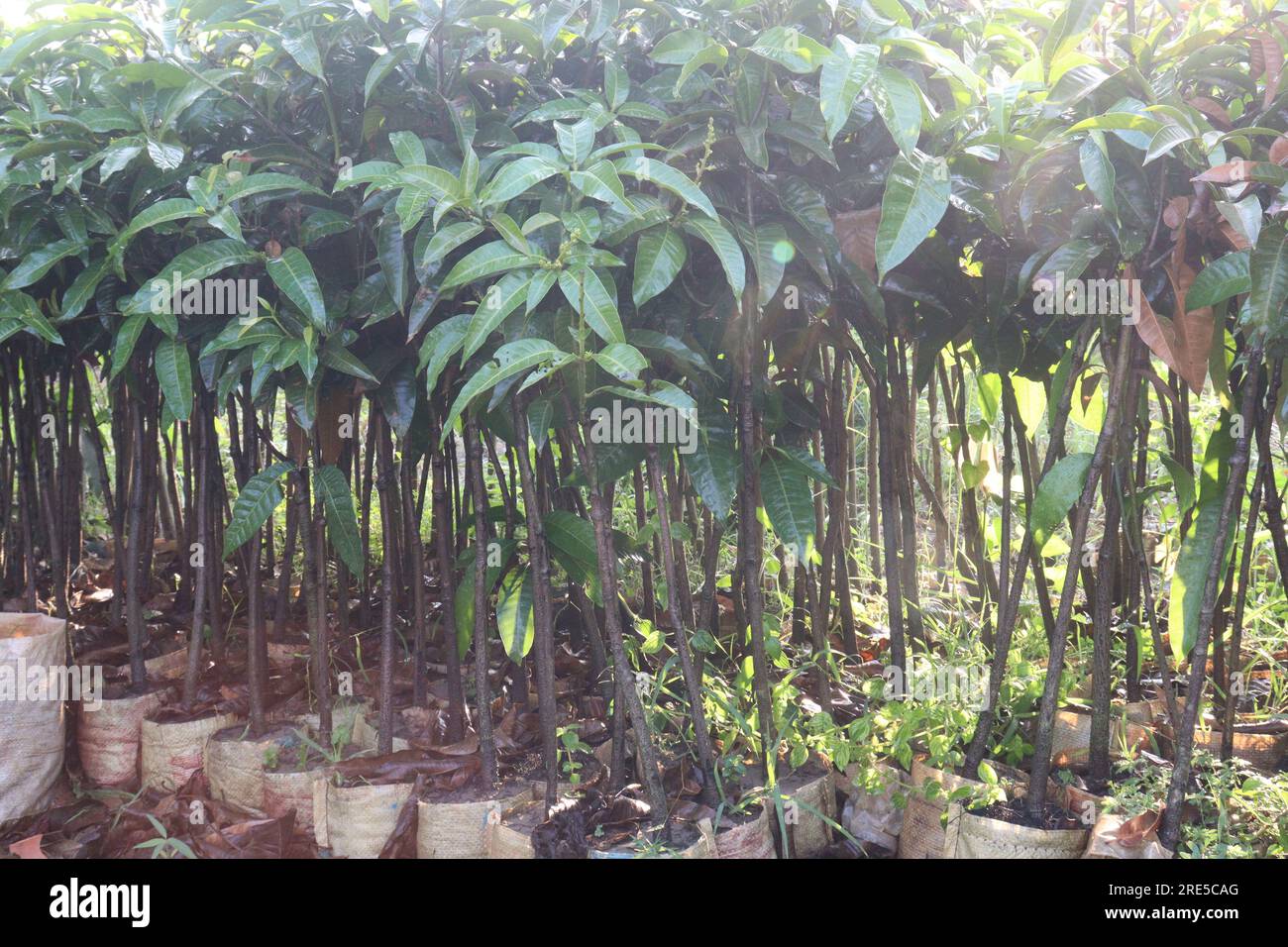 mango tree plant on farm for harvest are cash crops Stock Photo - Alamy