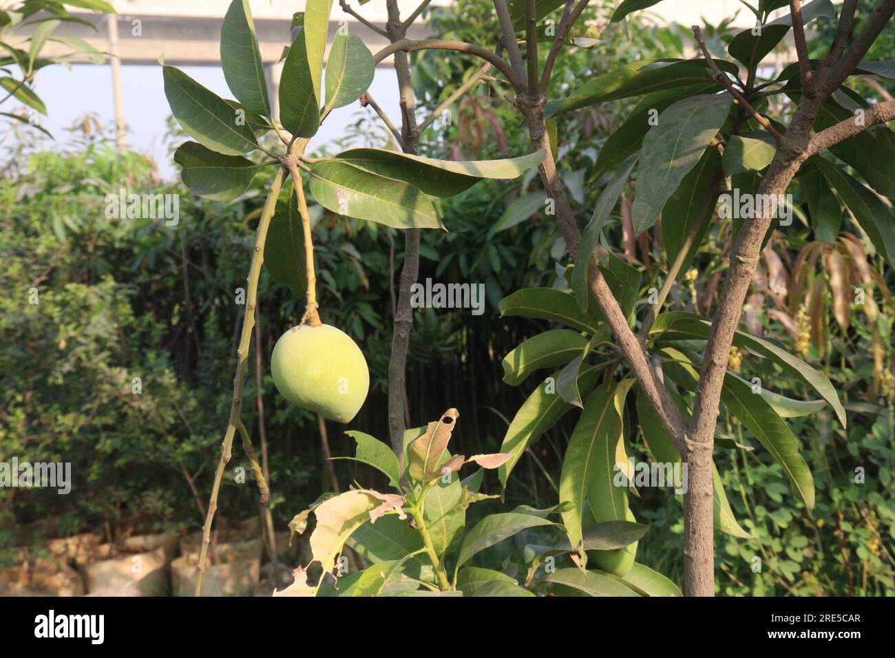 mango on tree on farm for harvest are cash crops Stock Photo - Alamy