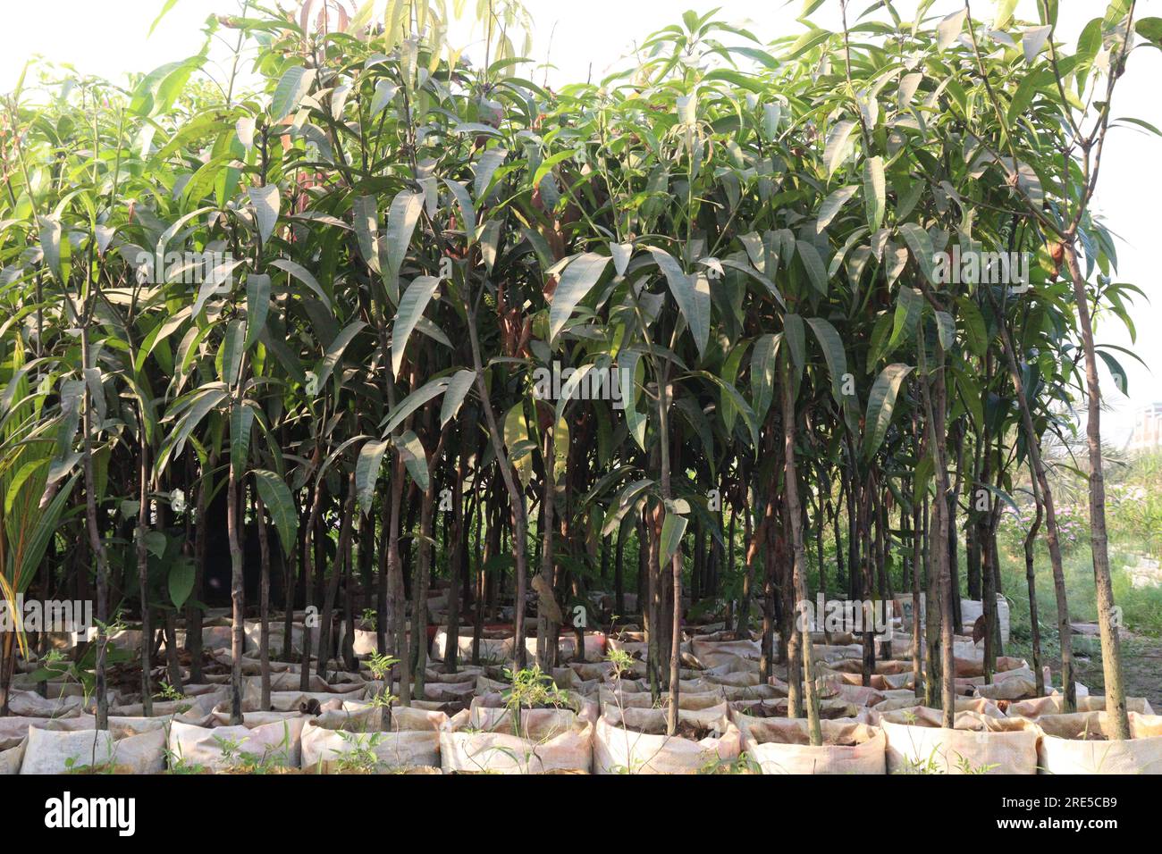 mango tree plant on farm for harvest are cash crops Stock Photo - Alamy