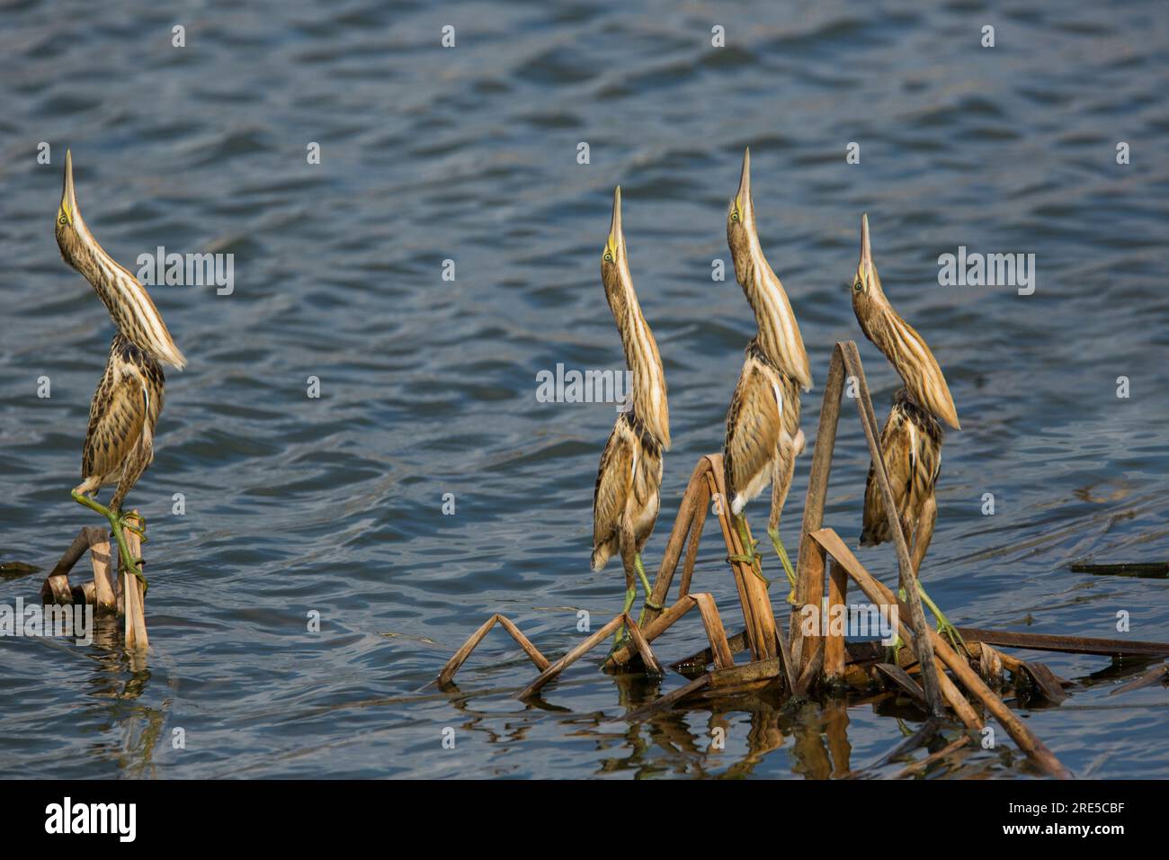 Chicks of Little bittern nesting standing in the nest Stock Photo - Alamy