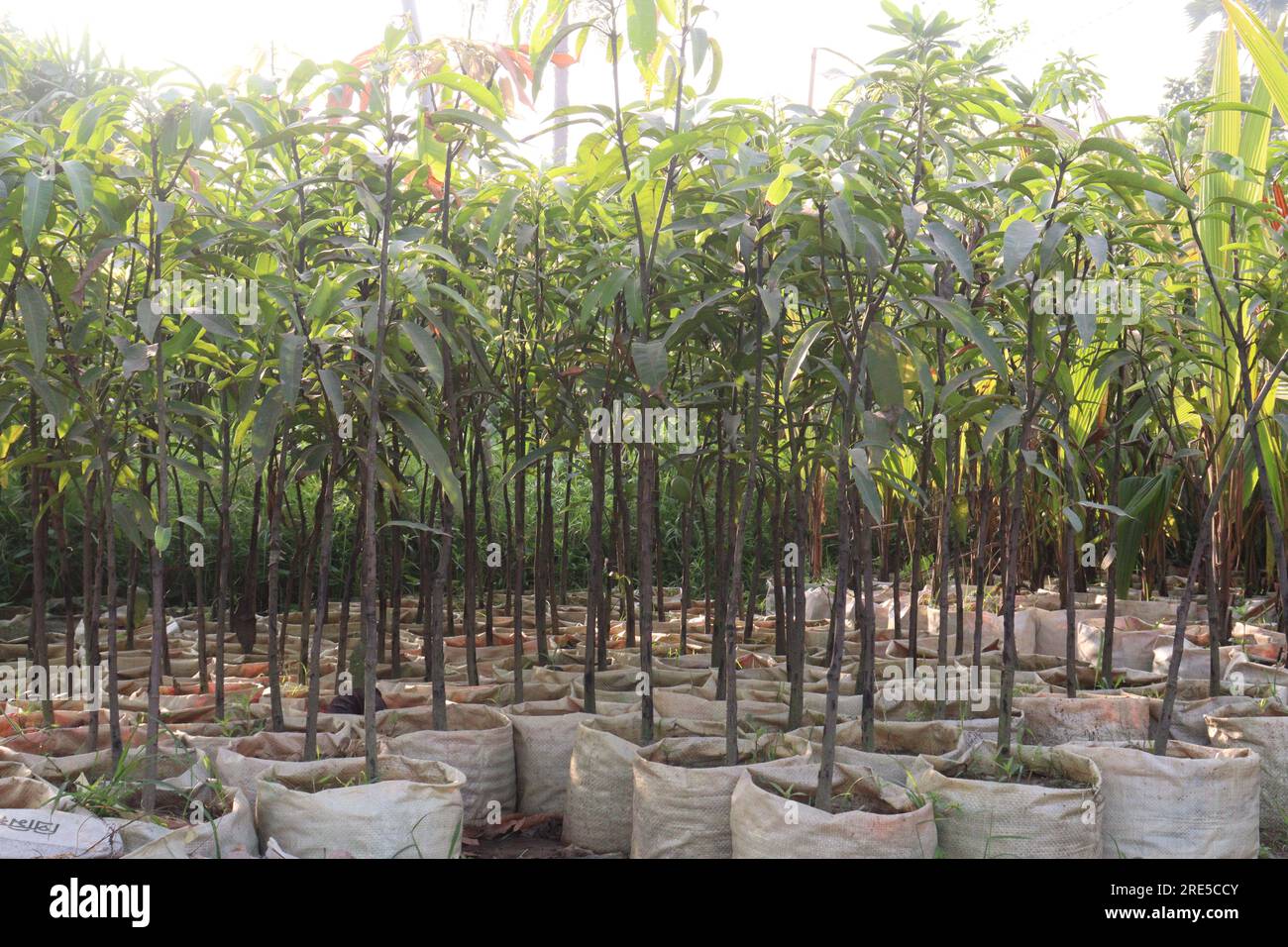 mango tree plant on farm for harvest are cash crops Stock Photo - Alamy
