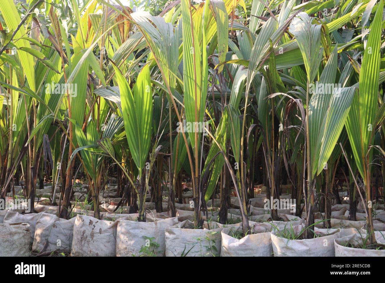 coconut tree on farm for harvest are cash crops Stock Photo - Alamy