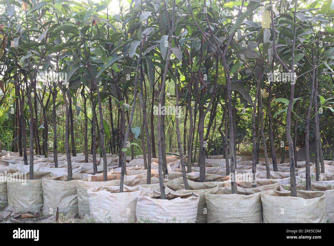 mango tree plant on farm for harvest are cash crops Stock Photo - Alamy