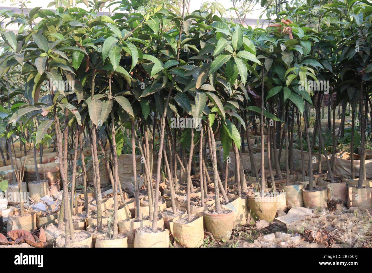 mango tree plant on farm for harvest are cash crops Stock Photo - Alamy
