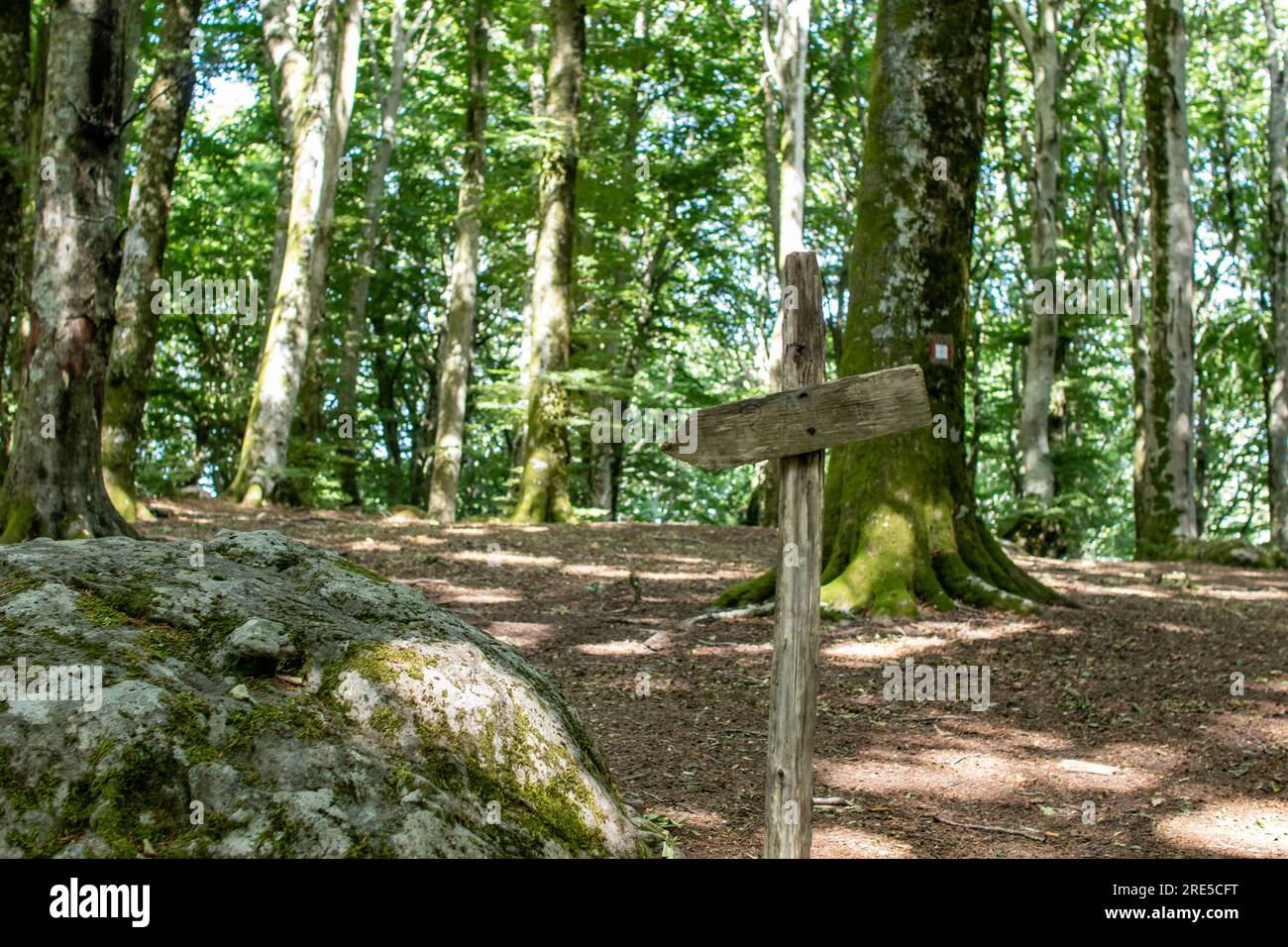 Wood Signal in green forest Stock Photo - Alamy