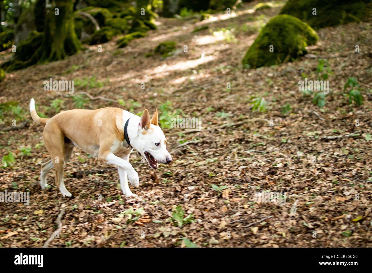 Dog hiking in forest. Walking natural with dog Stock Photo - Alamy