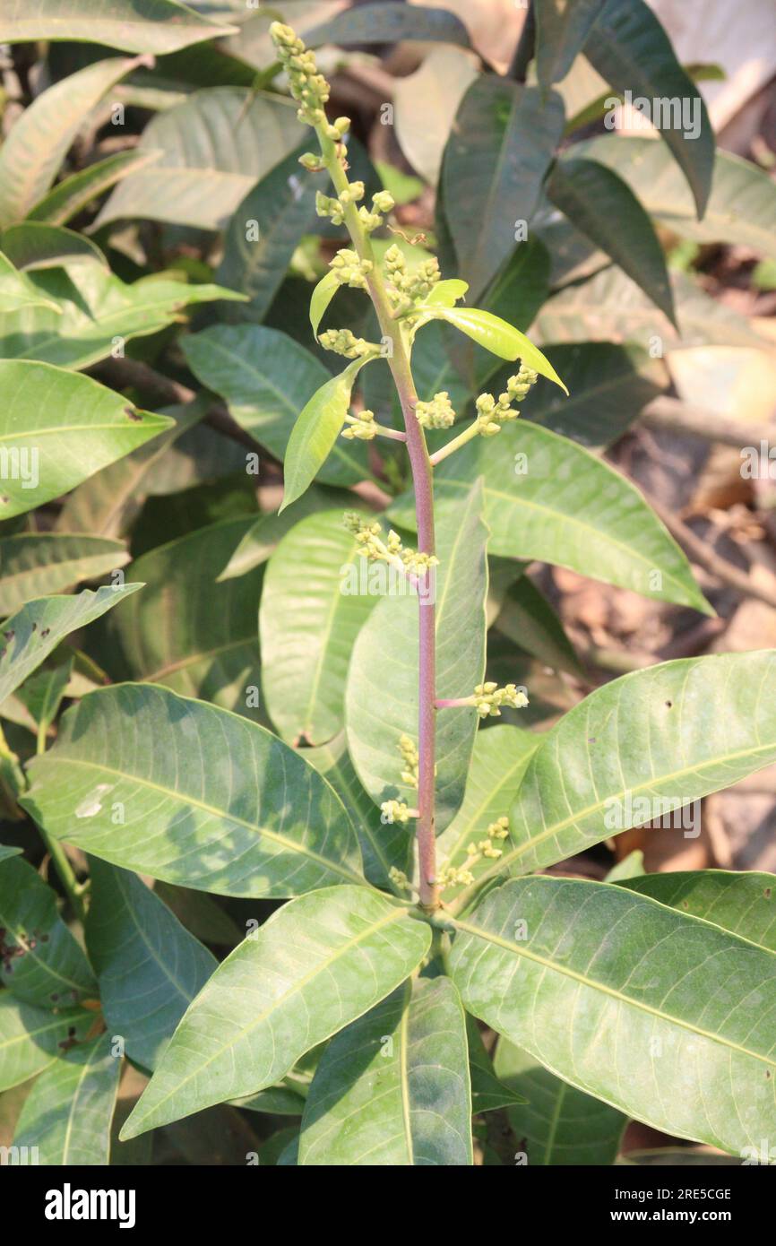 Red ivory mango hi-res stock photography and images - Alamy