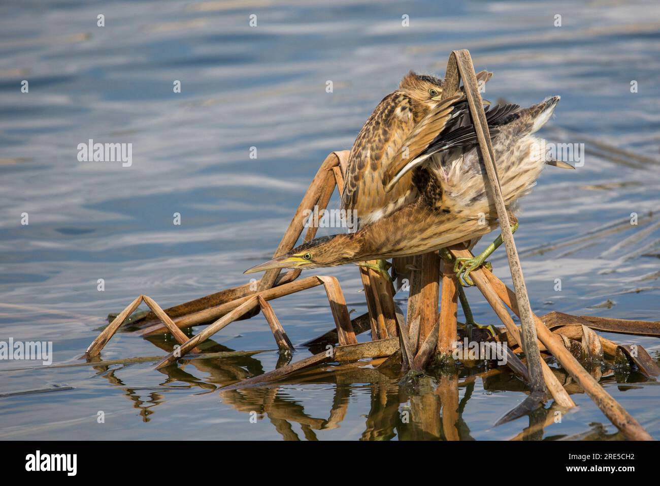 Chicks of Little bittern nesting standing in the nest Stock Photo - Alamy