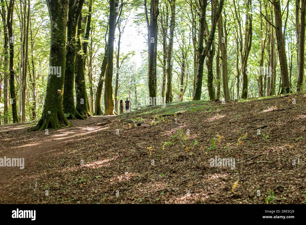 People walking in a scenic green forest trail. Tranquil natural ...