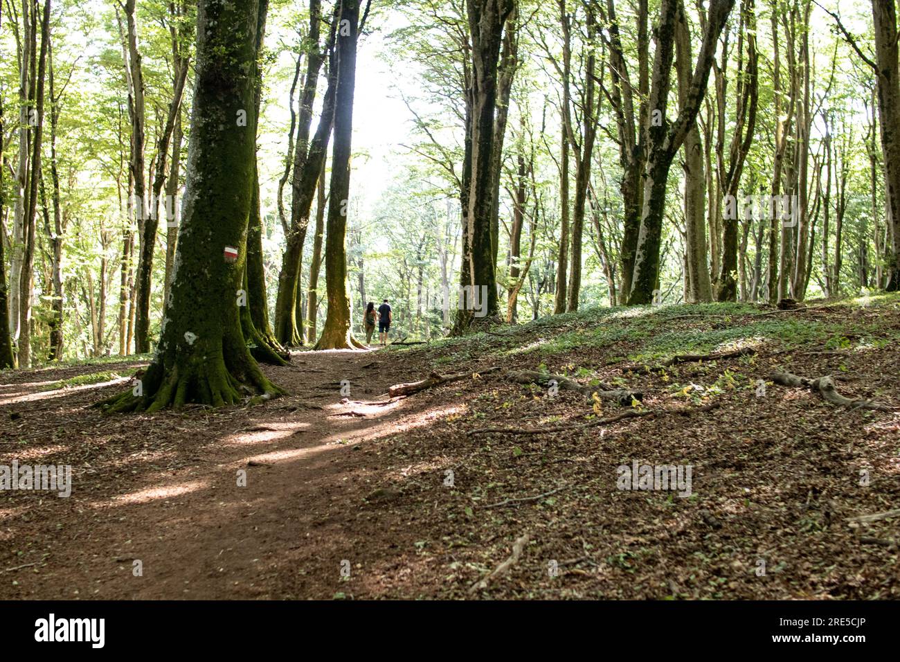 People walking in a scenic green forest trail. Tranquil natural ...