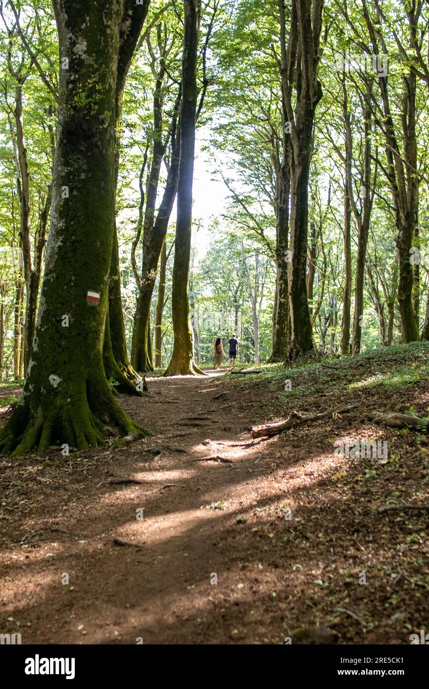 People walking in a scenic green forest trail. Tranquil natural ...