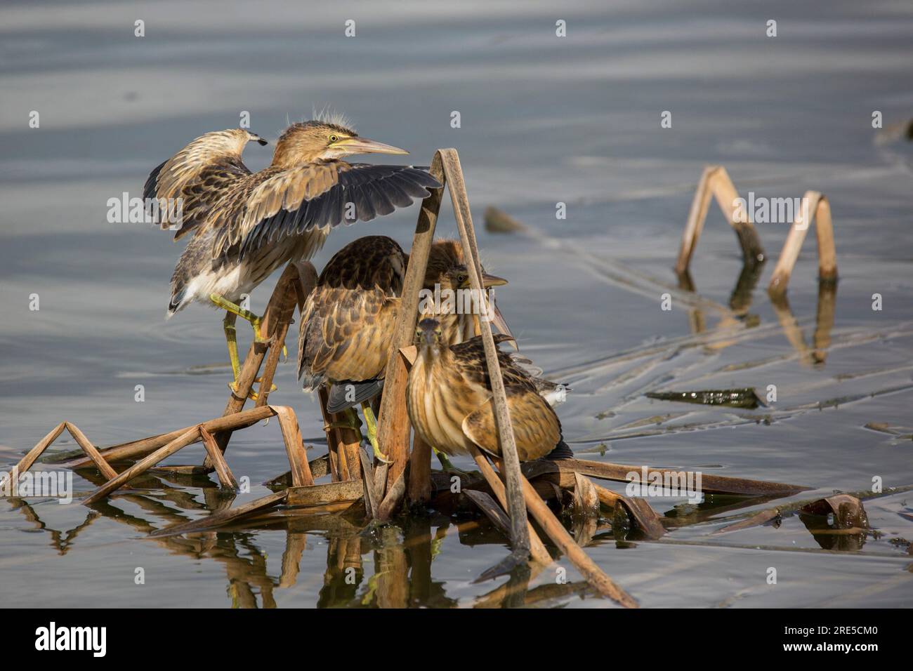 Chicks of Little bittern nesting standing in the nest Stock Photo - Alamy