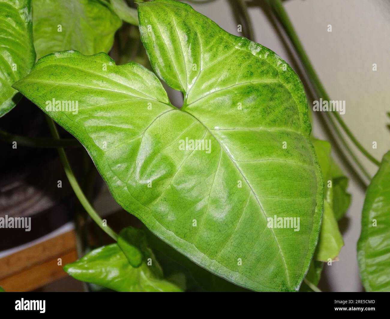 Arrowhead plant in the pot. Syngonium podophyllum Stock Photo - Alamy