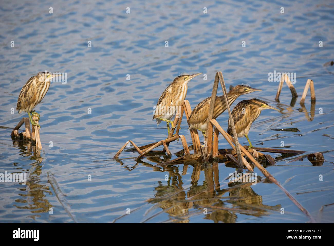Chicks of Little bittern nesting standing in the nest Stock Photo - Alamy