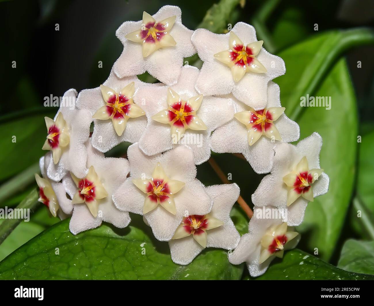 Honeyplant (Hoya carnosa) flower. Macro honeyplant. Beautiful Hoya ...