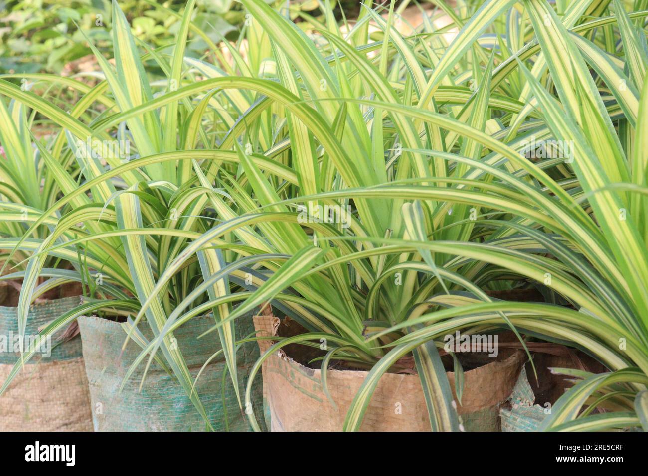 Pandanus veitchii leaf tree on pot in farm for sell is a cash crops ...
