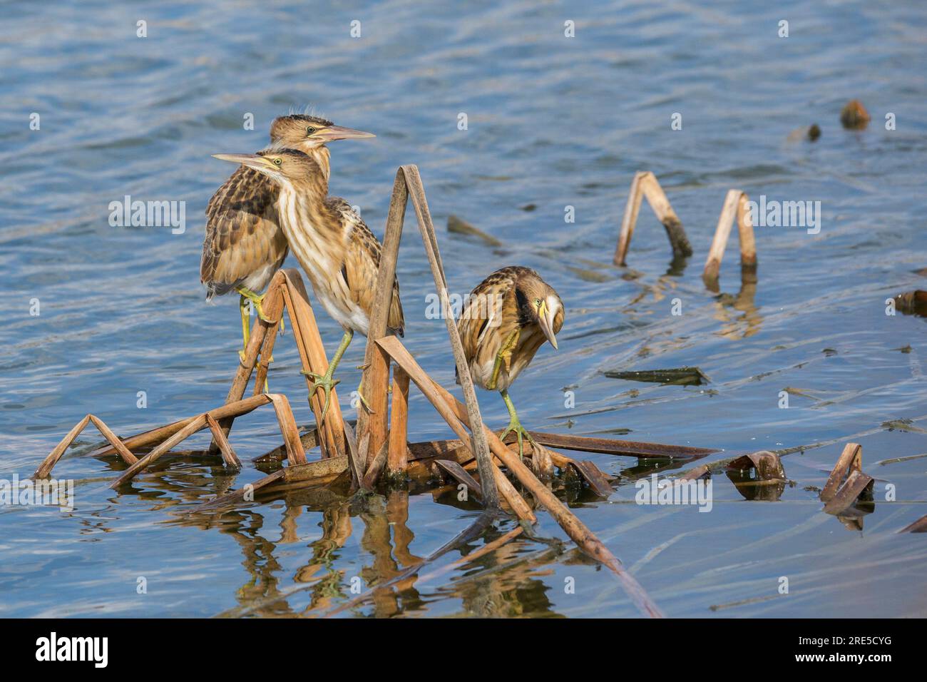 Chicks of Little bittern nesting standing in the nest Stock Photo - Alamy