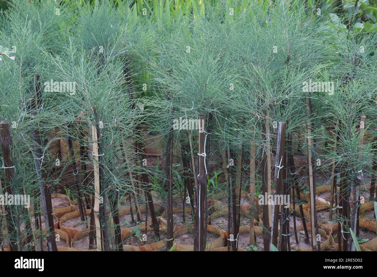 Casuarina Equisetifolia Plant on nursery for harvest are cash crops ...