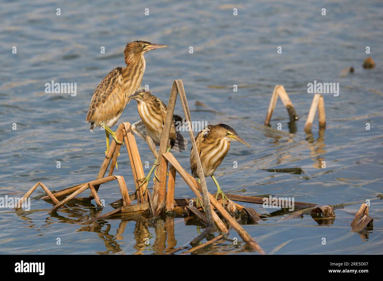 Chicks of Little bittern nesting standing in the nest Stock Photo - Alamy