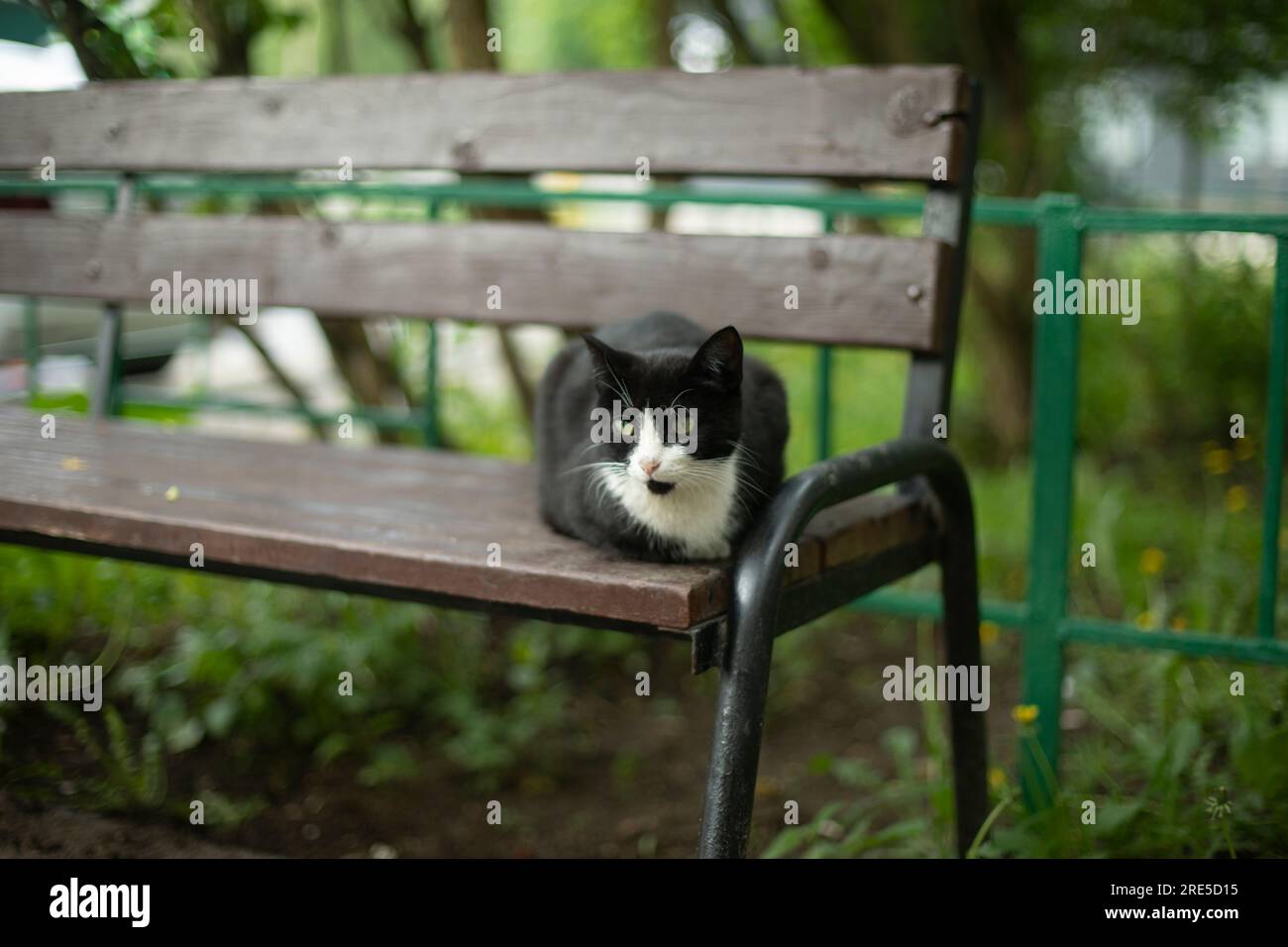 Cat sits on bench. Animal on street. Yard cat. Pet in summer Stock ...
