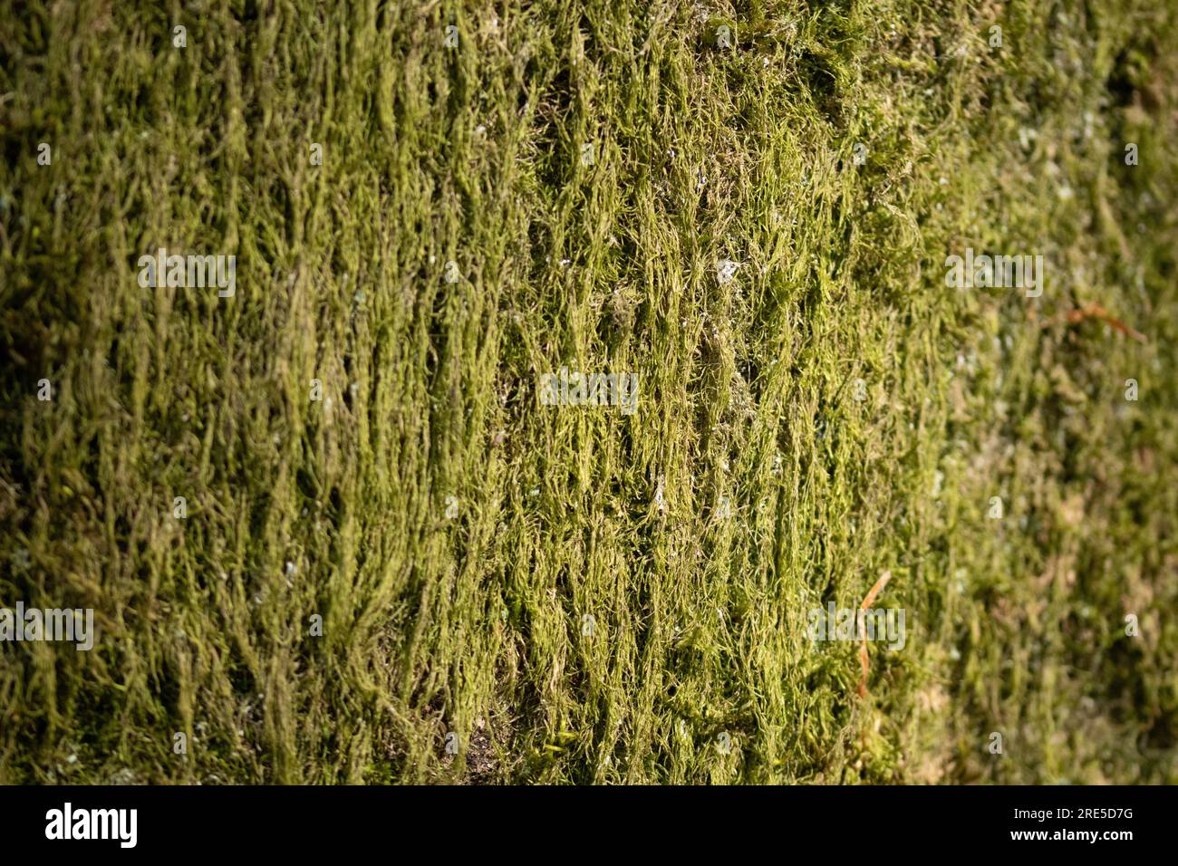 Moss texture in natural composition in the forest. Wildlife macro ...
