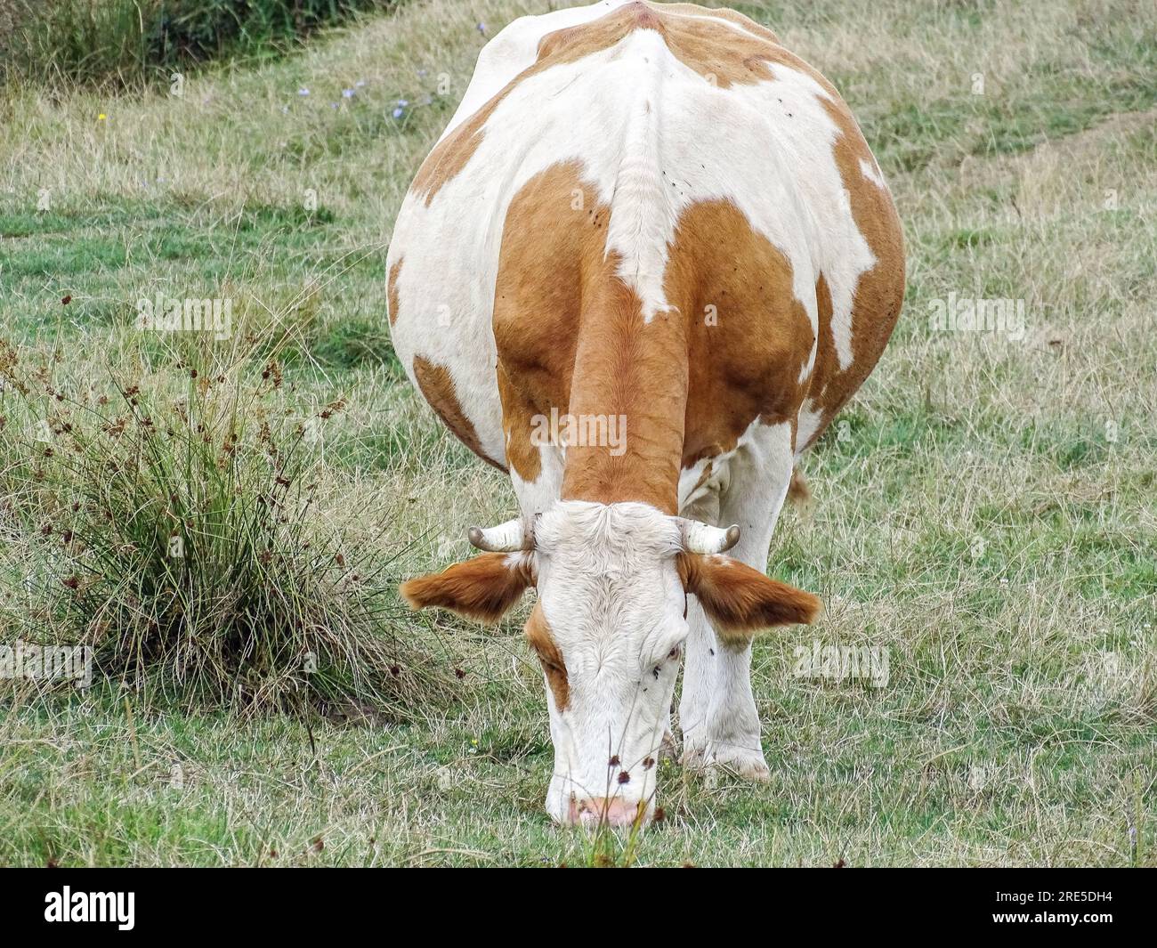 A cow in the meadow. In Maramures county, Romania Stock Photo - Alamy