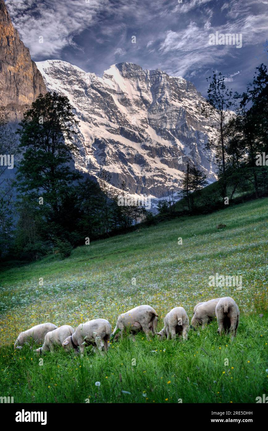Sheep grazing in the Swiss Alps in the Jungfrau Region in Lauterbrunnen ...
