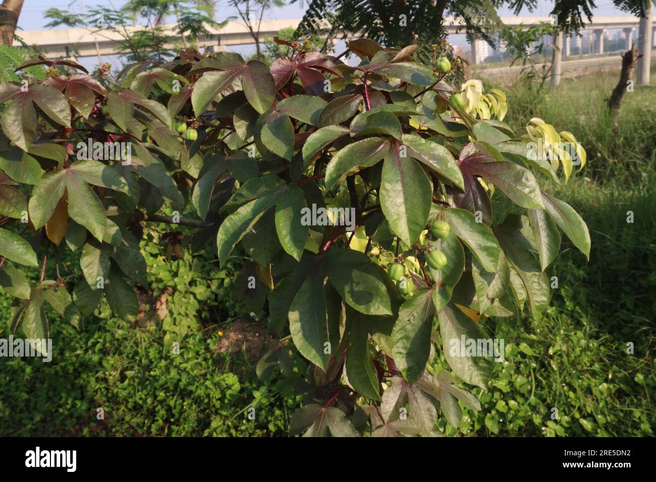 Jatropha gossypiifolia leaves tree plant on farm for harvest are cash ...
