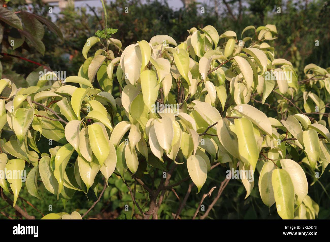 Ficus Benjamina tree plant on farm for harvest are cash crops Stock ...