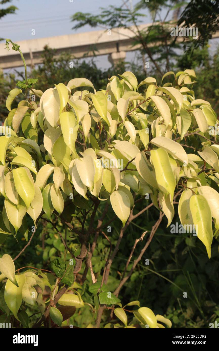 Ficus Benjamina tree plant on farm for harvest are cash crops Stock ...