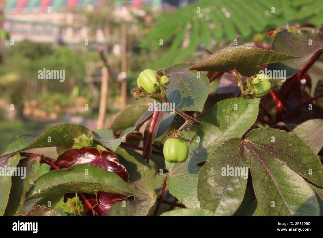 Jatropha gossypiifolia leaves tree plant on farm for harvest are cash ...