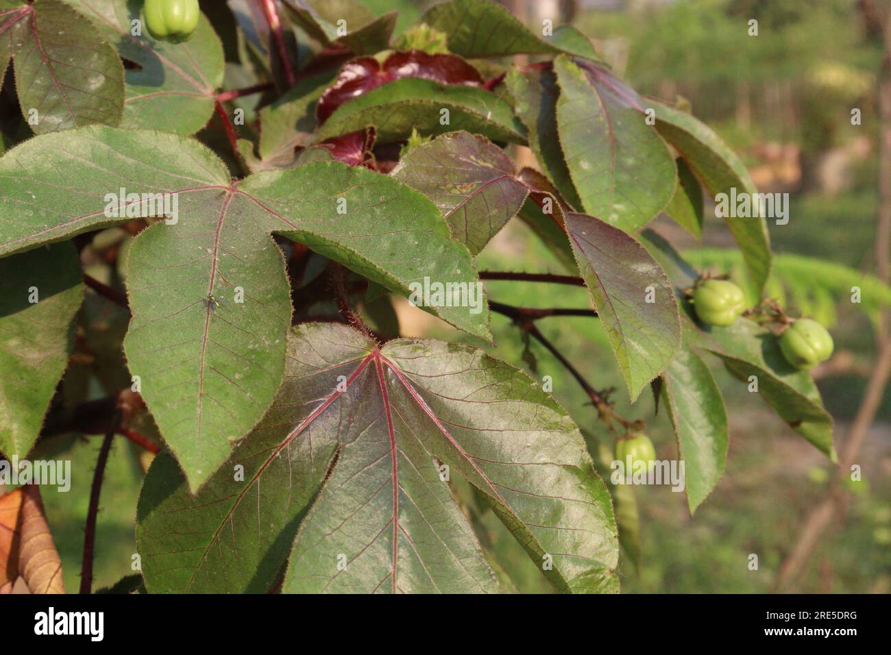 Jatropha gossypiifolia leaves tree plant on farm for harvest are cash ...