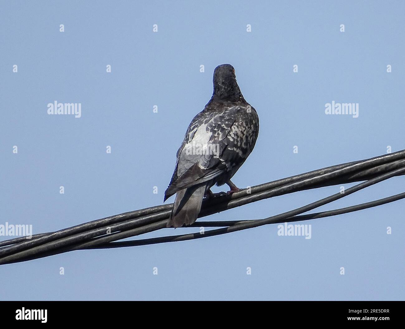 A pigeon sits on a electric wire. In Romania Stock Photo - Alamy
