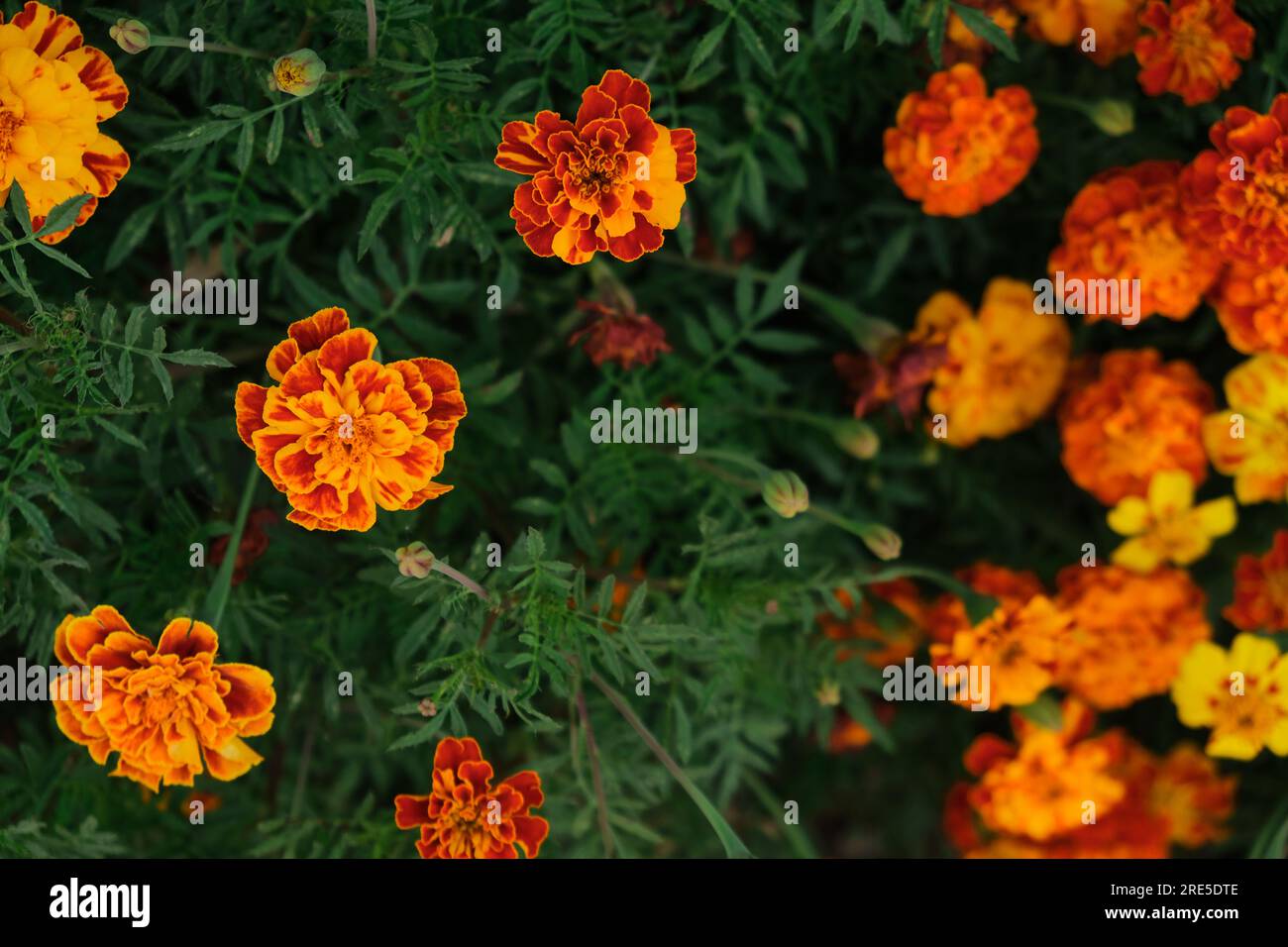 Yellow and orange marigold flowers (tagetes) in bloom Stock Photo - Alamy