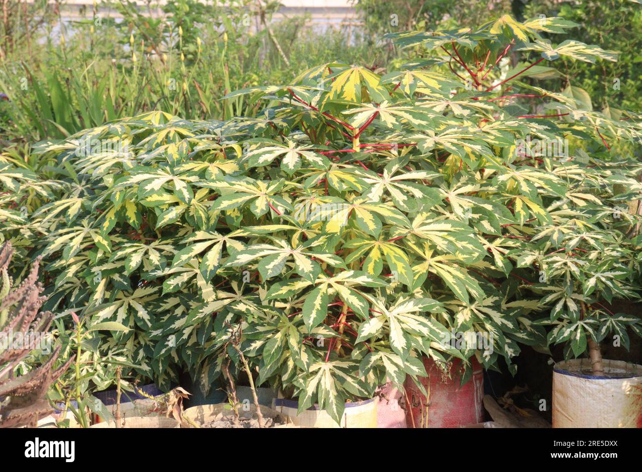 manihot esculenta variegata tree plant on farm for harvest are cash ...