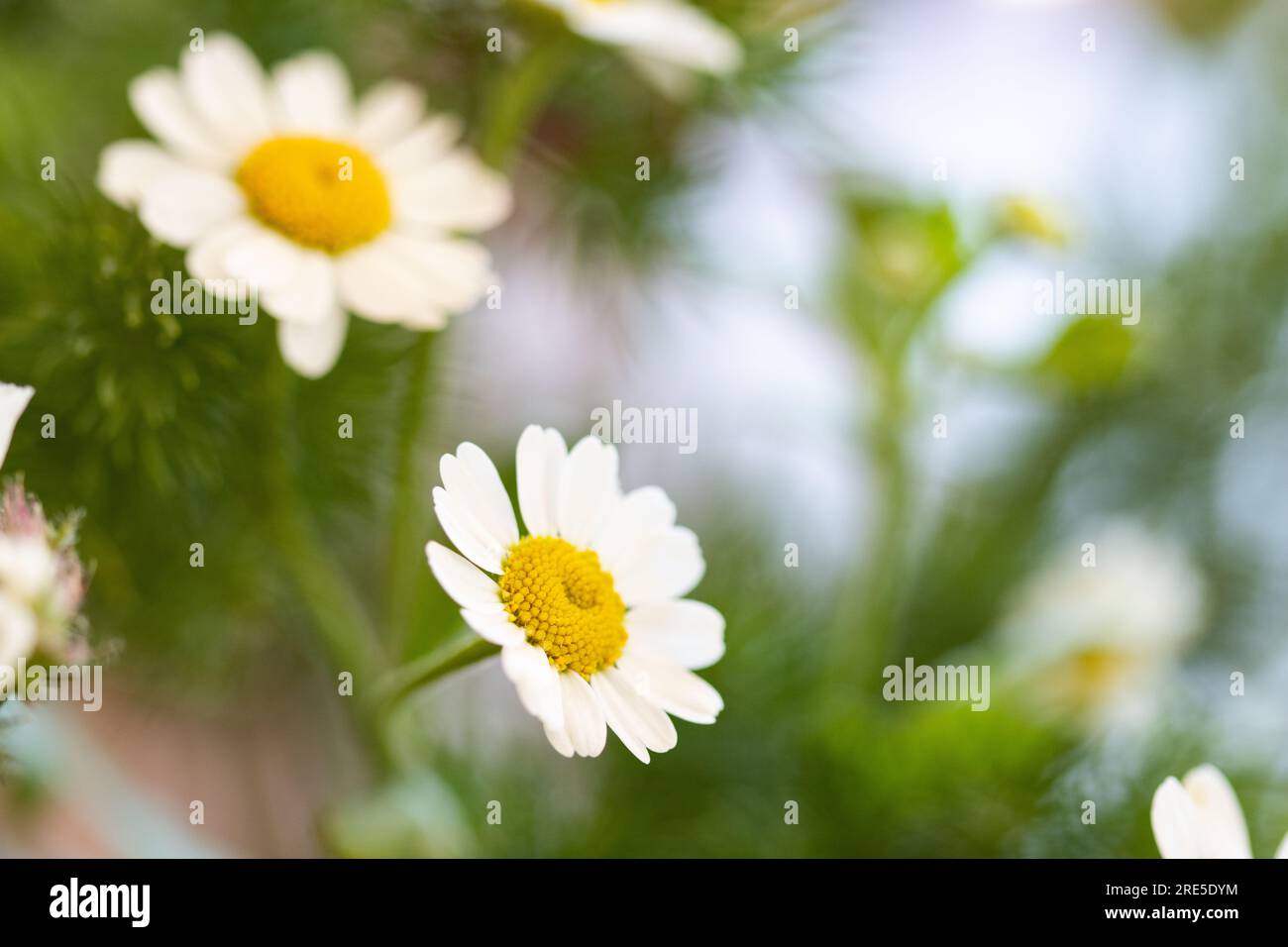 White flowers of small daisies in a natural field. wildflower flower ...
